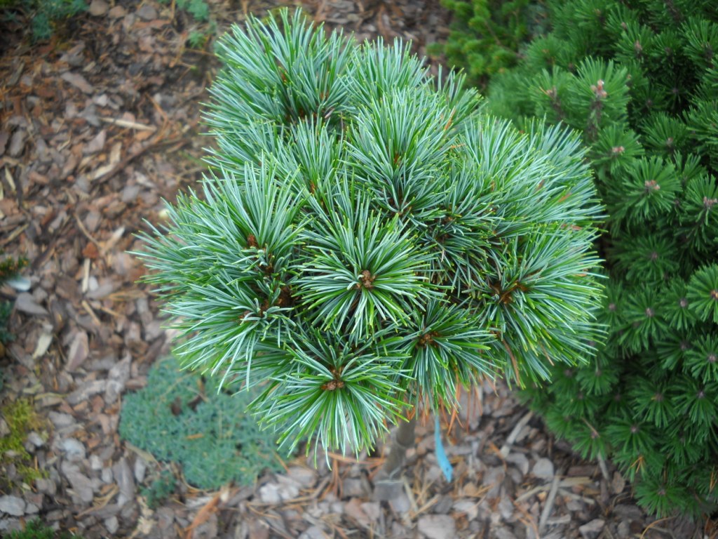 Etzelstorfer Index Plantarum 2011-11-14