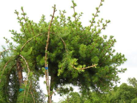 Larix – Vörösfenyő – Larch