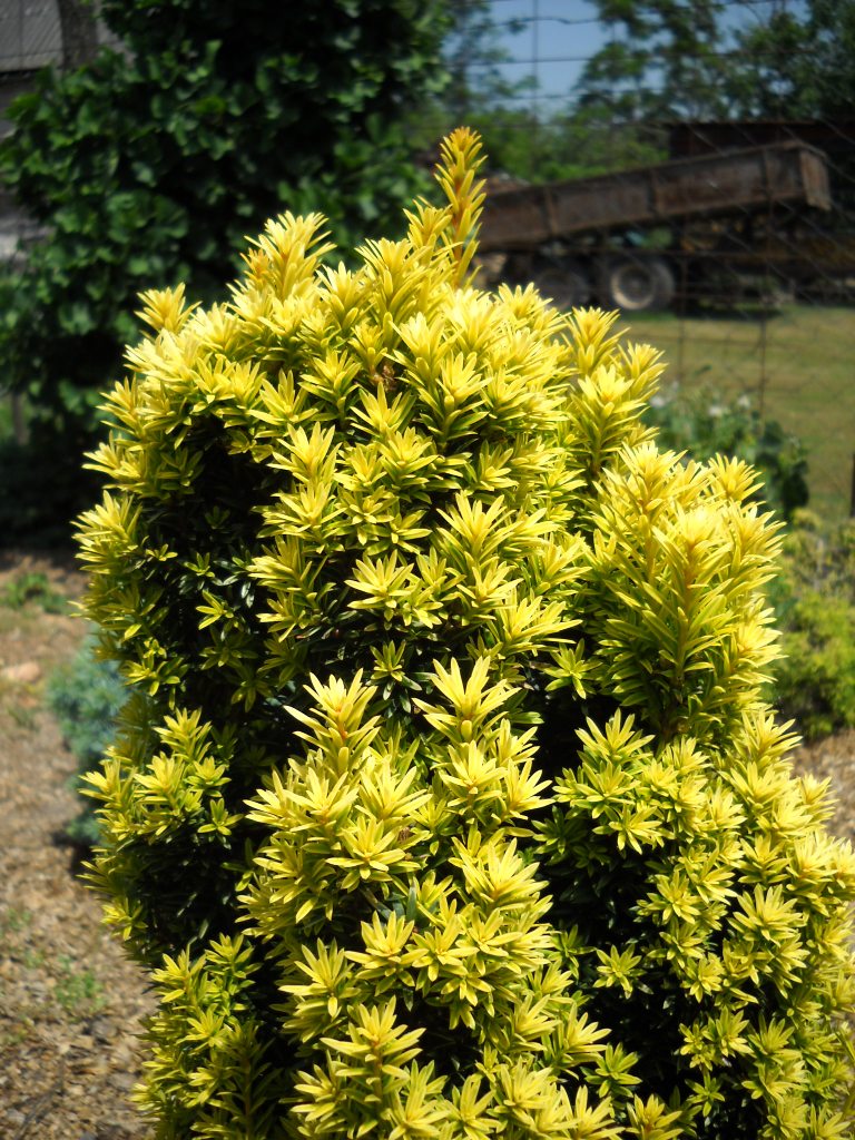 Taxus – Tiszafa – Yew