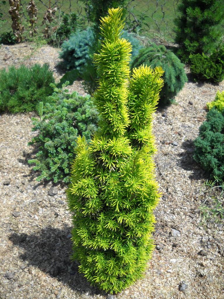 Taxus – Tiszafa – Yew