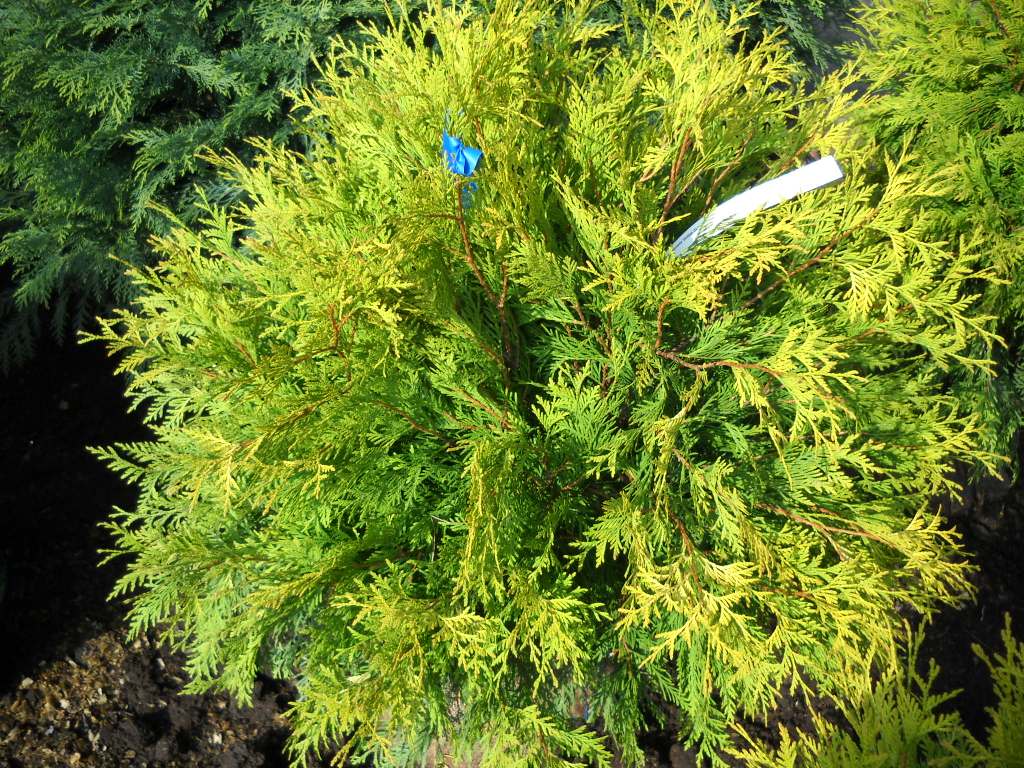 Thuja – Tuja – Arborvitae