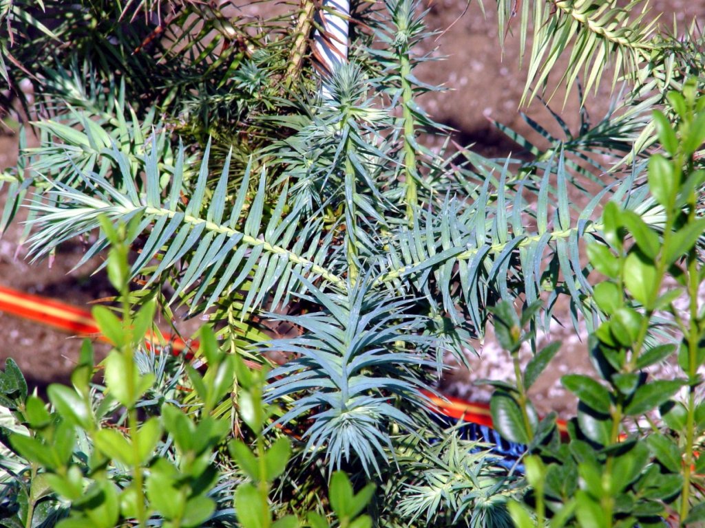 Cunninghamia lanceolata ’Jókék’ conifertreasury.org photo