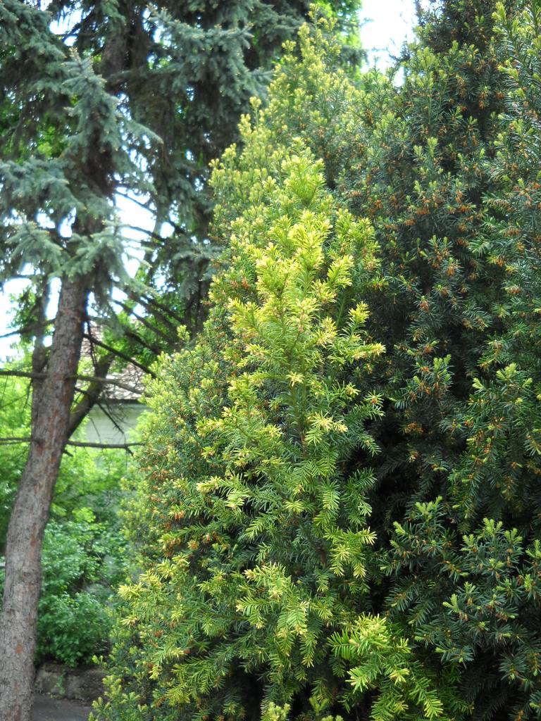 Taxus – Tiszafa – Yew