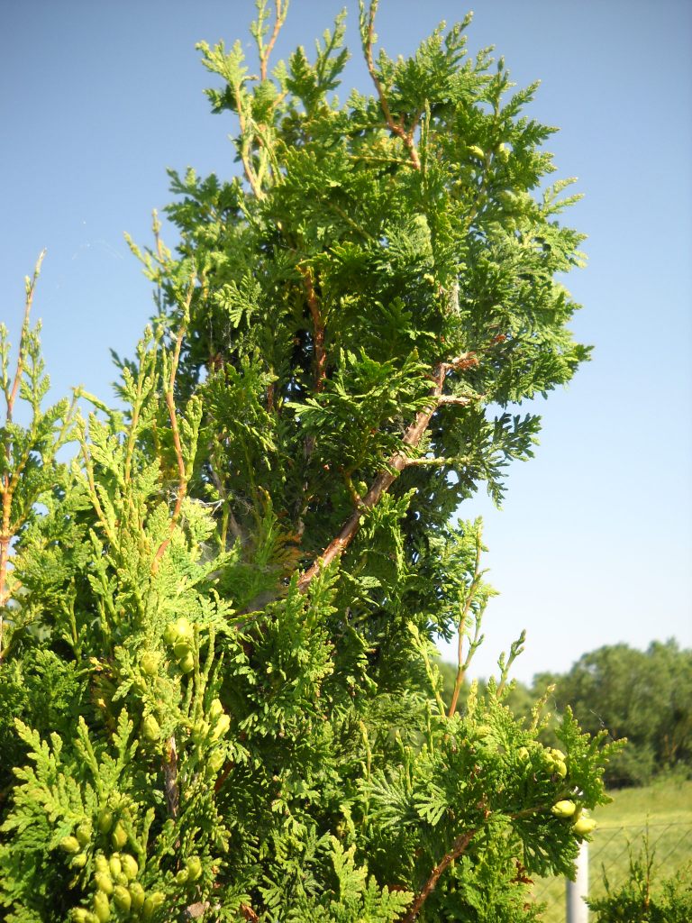 Thuja – Tuja – Arborvitae
