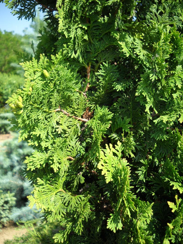 Thuja – Tuja – Arborvitae