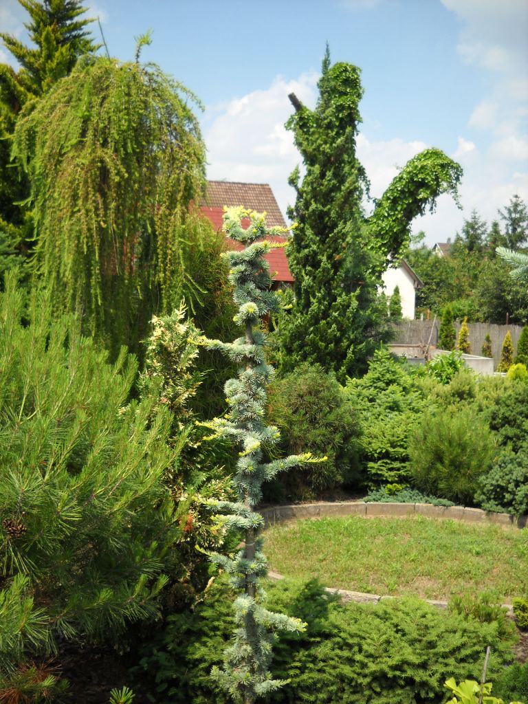 Cedrus – Cédrus – Cedar