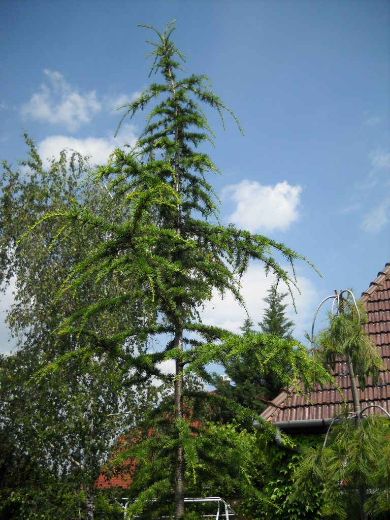 Cedrus – Cédrus – Cedar