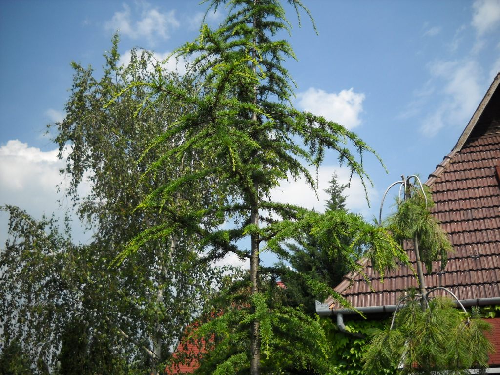 Cedrus – Cédrus – Cedar