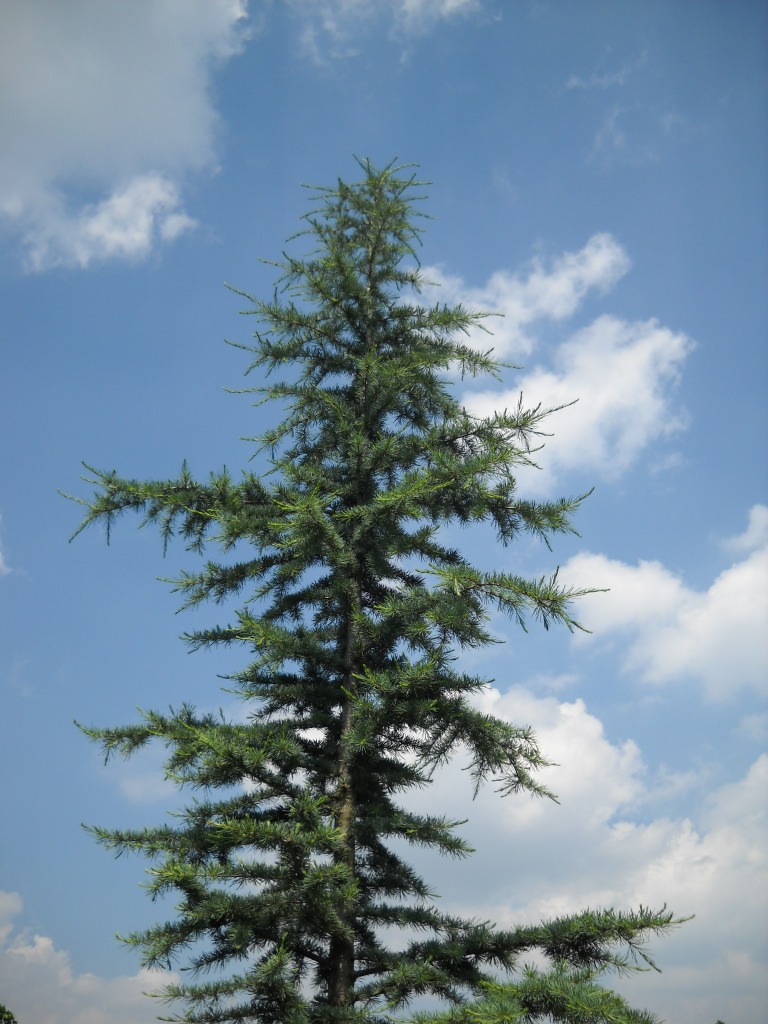 Cedrus – Cédrus – Cedar