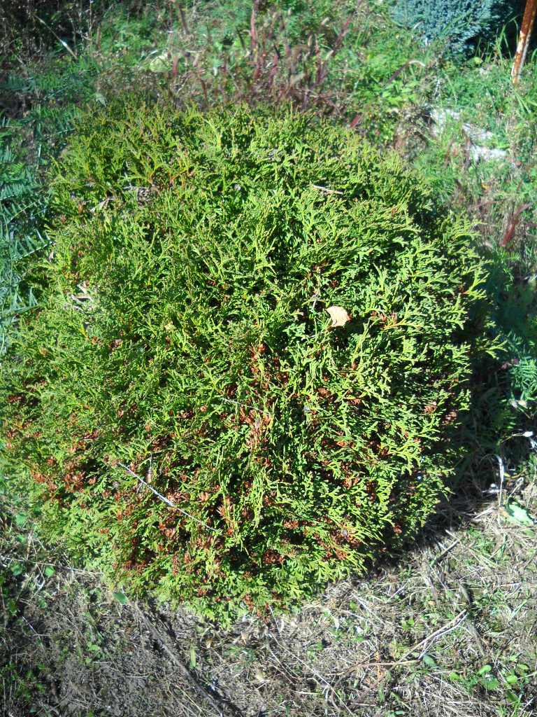 Thuja – Tuja – Arborvitae