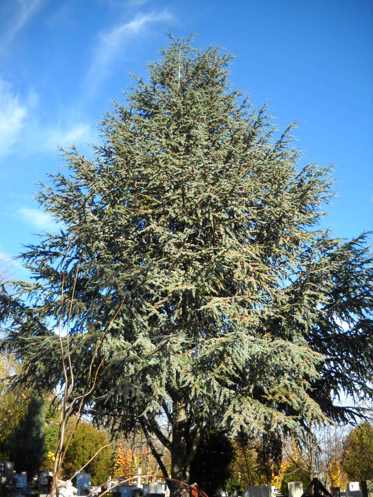 Cedrus – Cédrus – Cedar