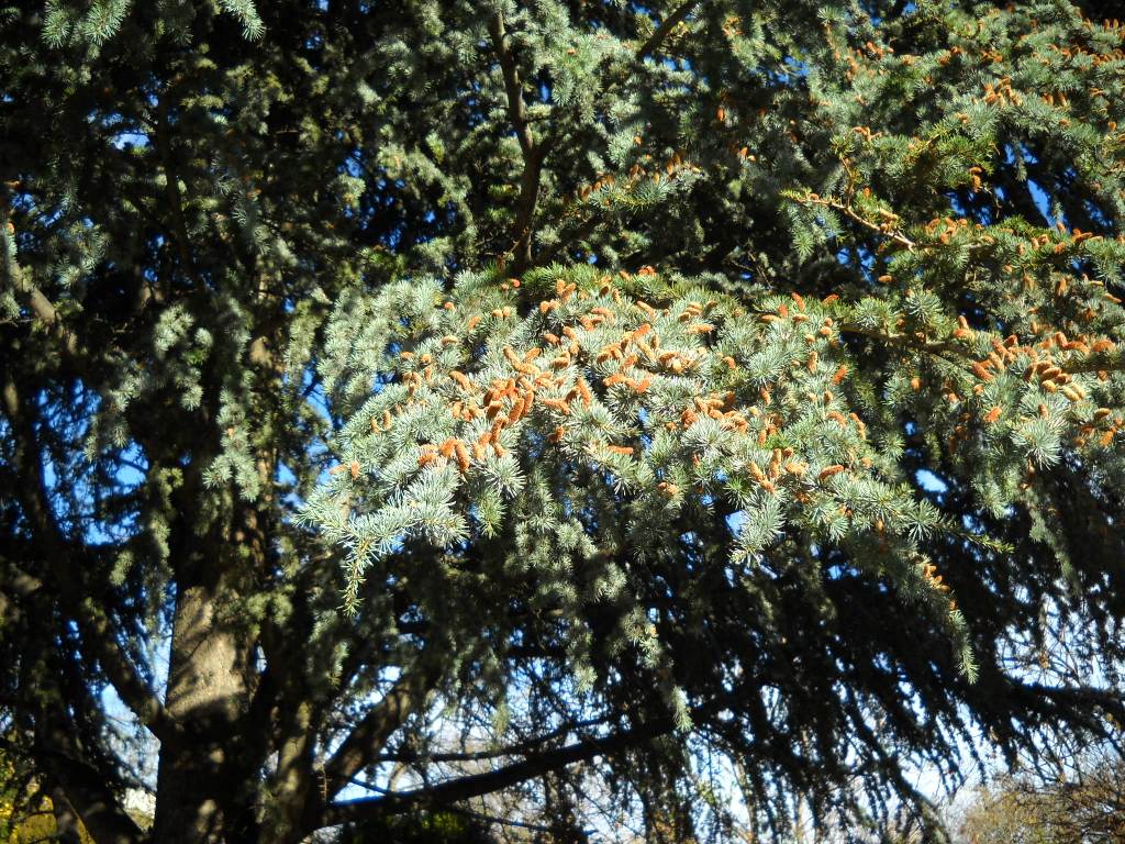 Cedrus – Cédrus – Cedar