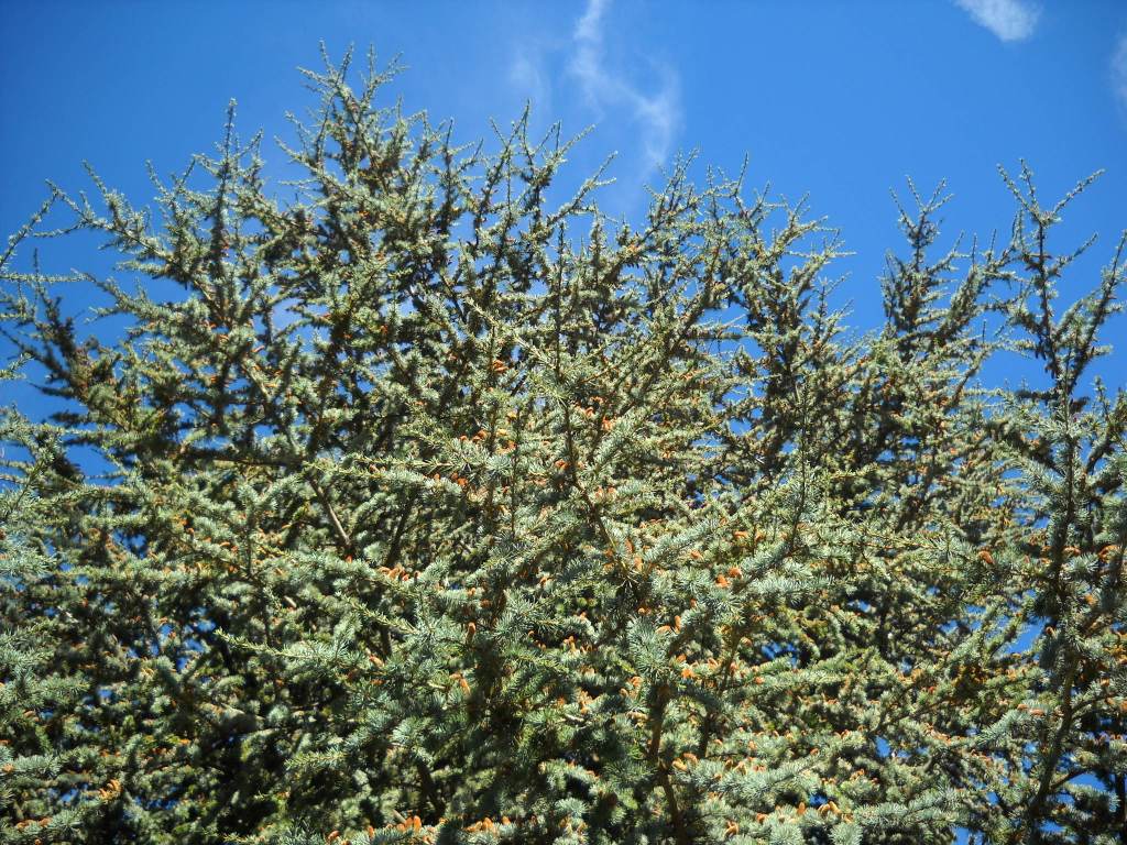 Cedrus – Cédrus – Cedar