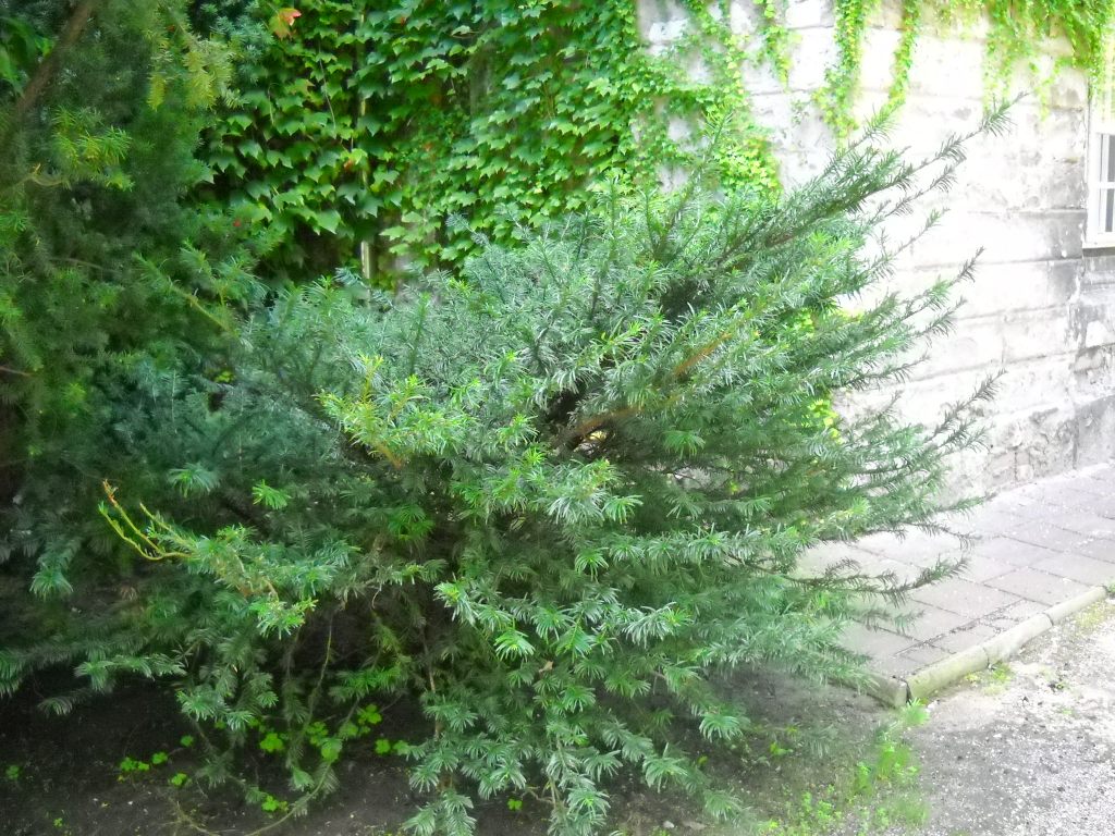 Cephalotaxus – Kínai áltiszafa – Chinese falseyew