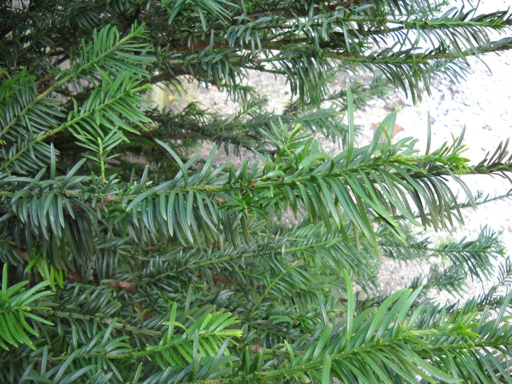 Cephalotaxus – Kínai áltiszafa – Chinese falseyew