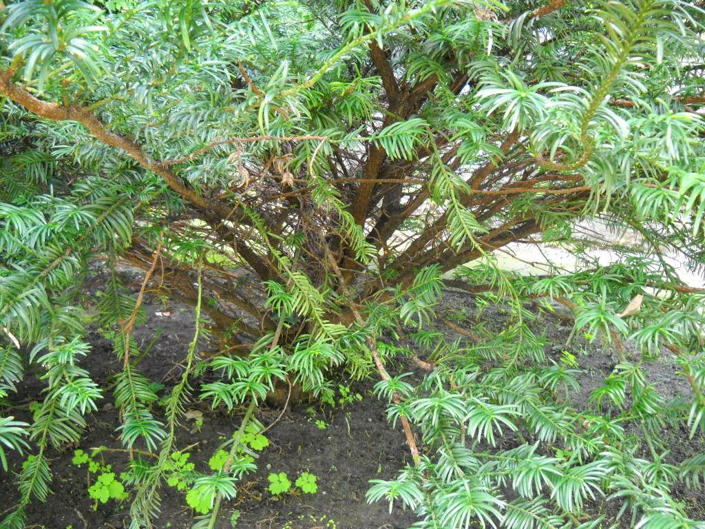Cephalotaxus – Kínai áltiszafa – Chinese falseyew