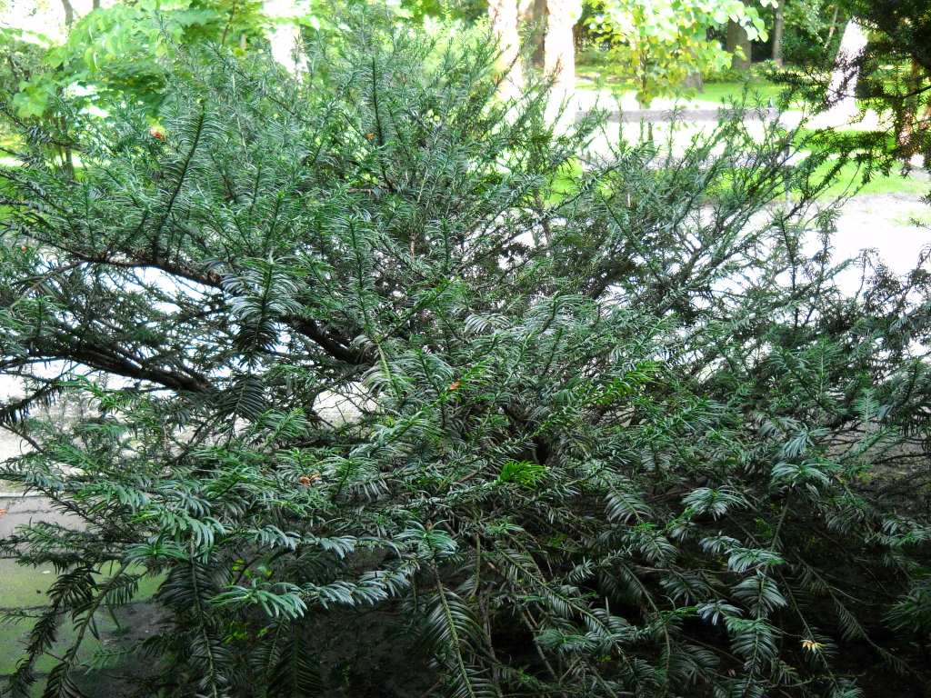 Cephalotaxus – Kínai áltiszafa – Chinese falseyew