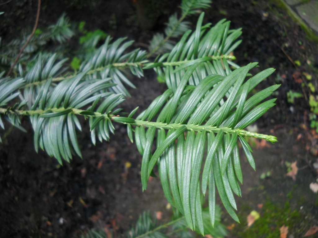 Cephalotaxus – Kínai áltiszafa – Chinese falseyew