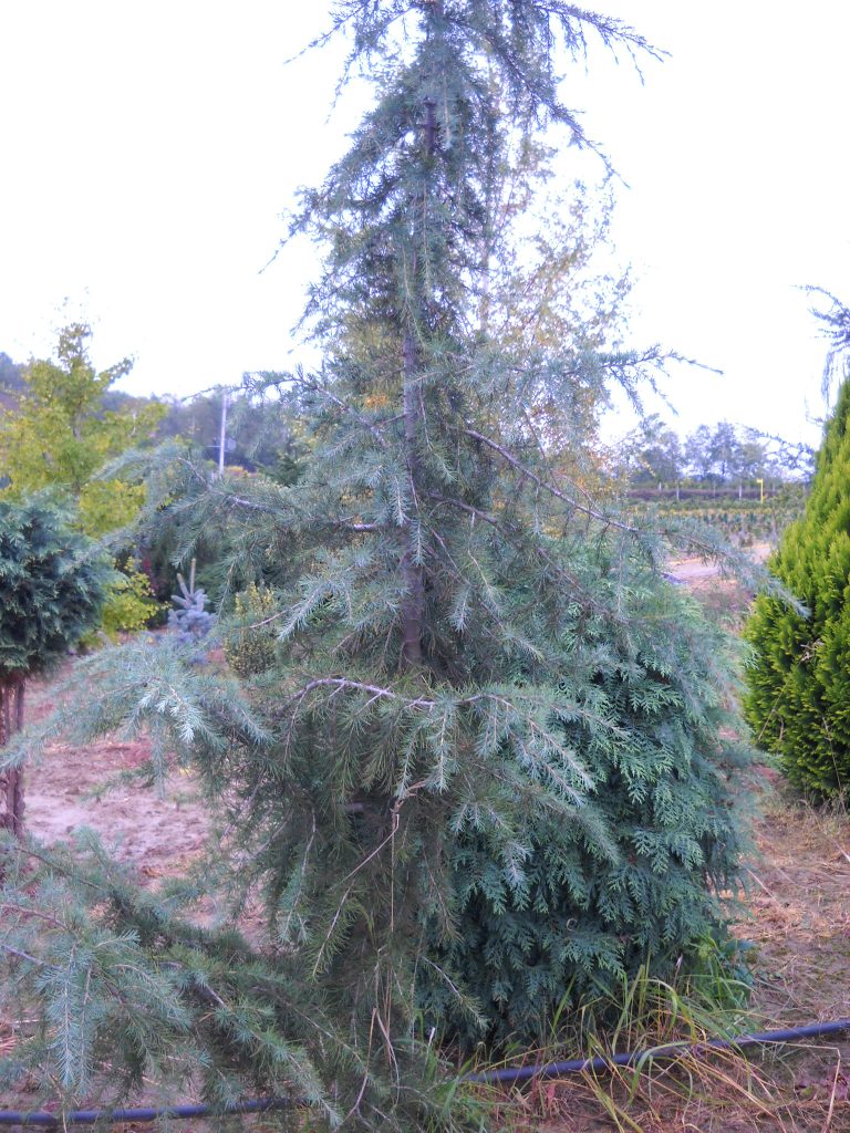 Cedrus – Cédrus – Cedar