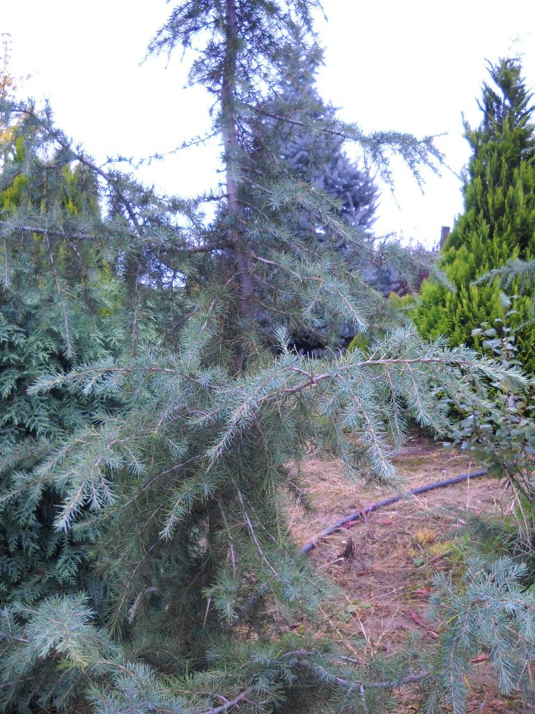 Cedrus – Cédrus – Cedar