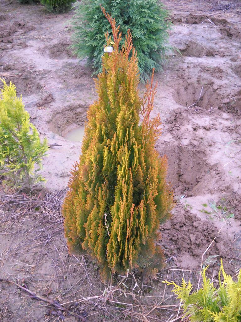 Platycladus – Keleti életfa – Eastern arborvitae