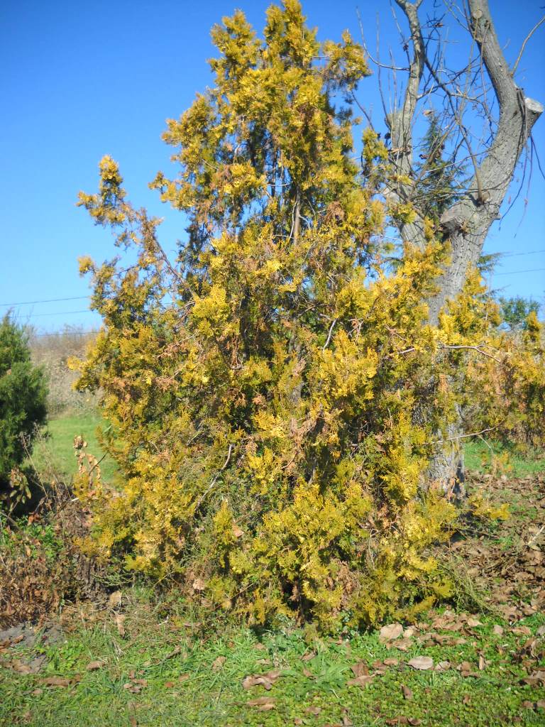 Platycladus – Keleti életfa – Eastern arborvitae