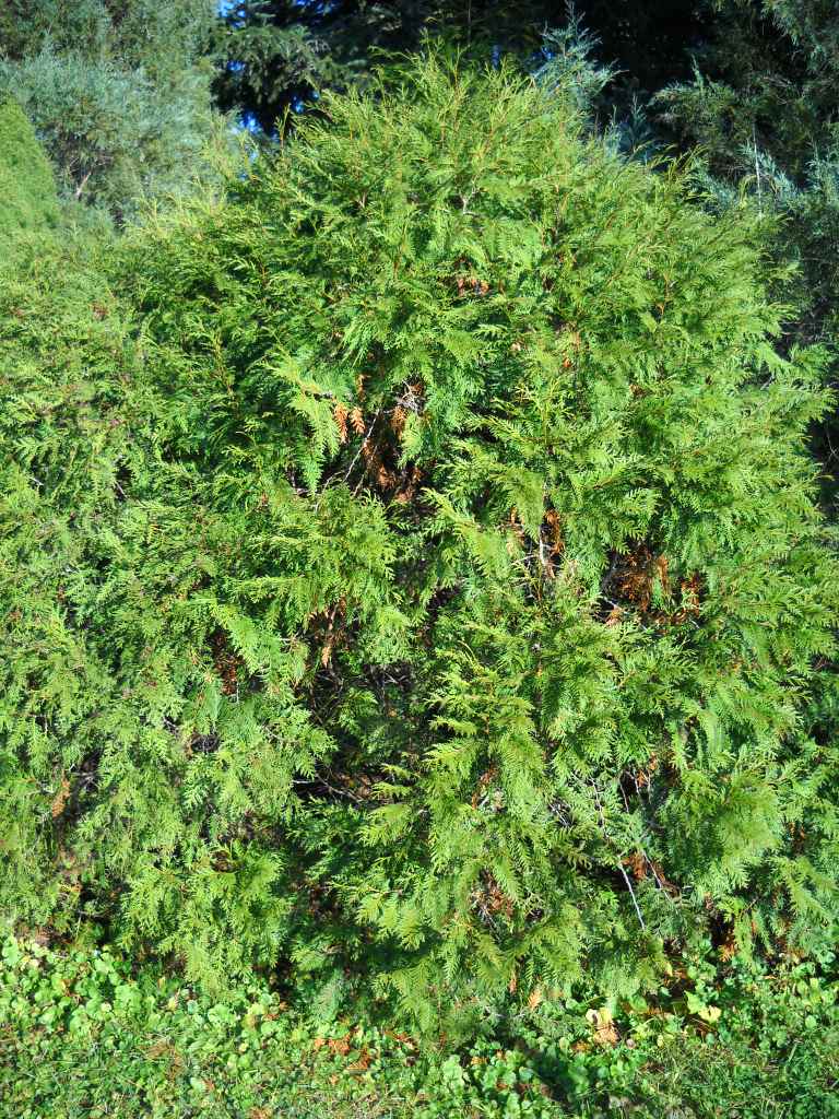 Thuja – Tuja – Arborvitae